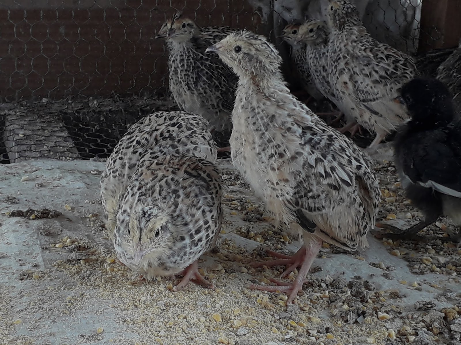 VENTA DE CODORNICES GRANJA MONJAS