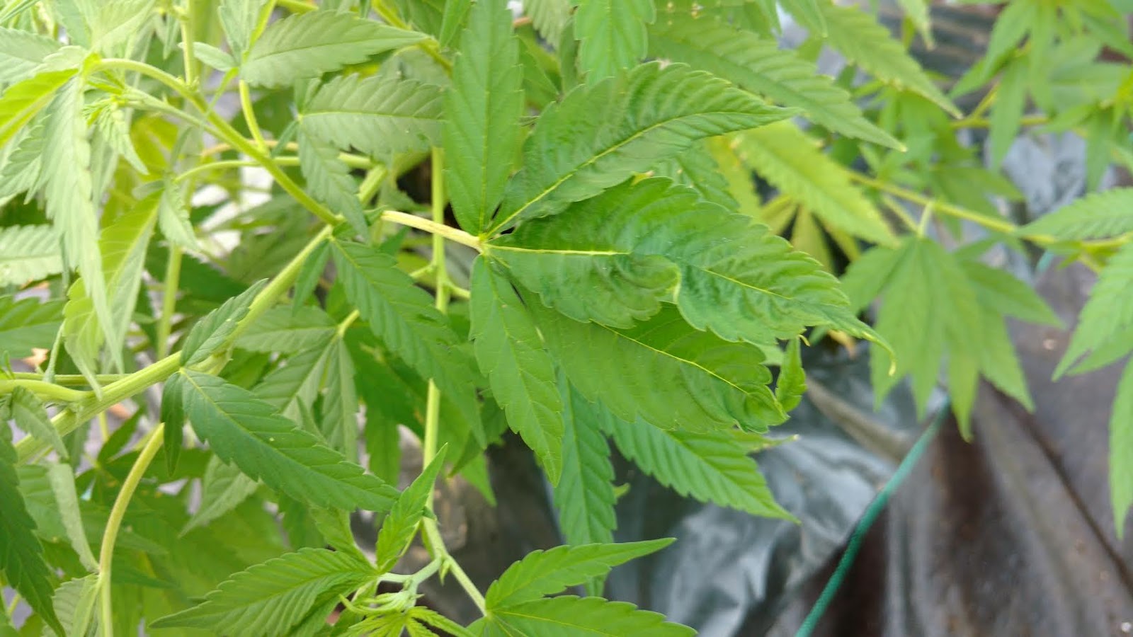 Best Strains of Medical Cannabis to Grow - 3 Things You Need To Know NOW!