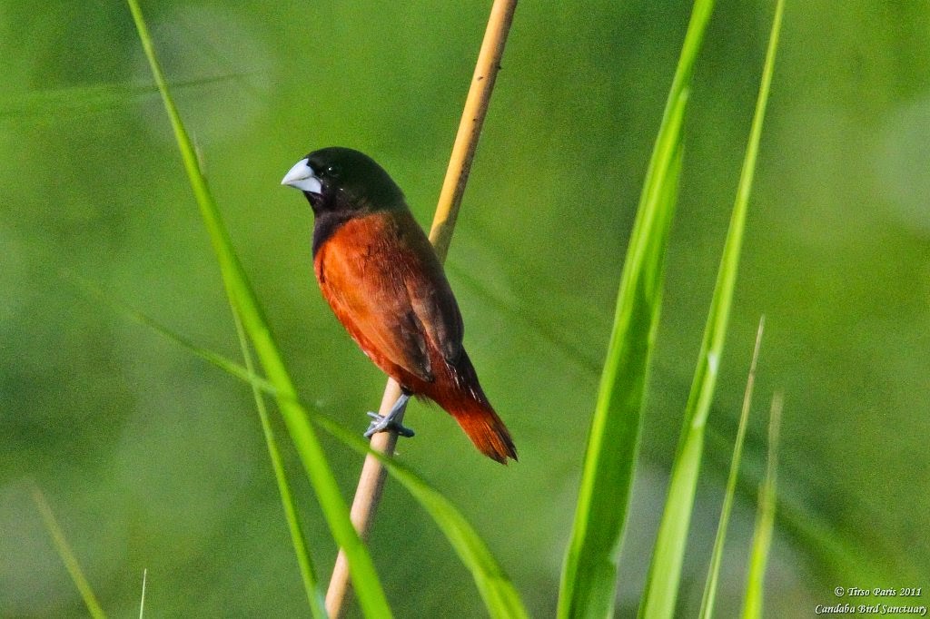 Beyond the Classroom - some random thoughts of Sir Tristan: Chestnut ...