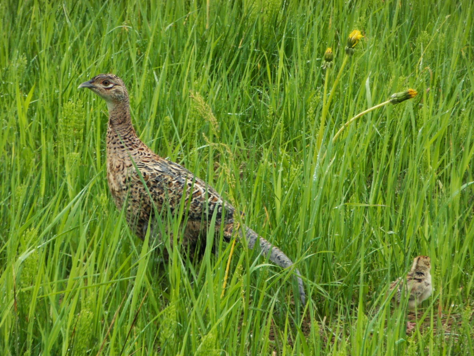 Annen jutut: NAARAS FASAANI JA POIKANEN phasianus colchicus