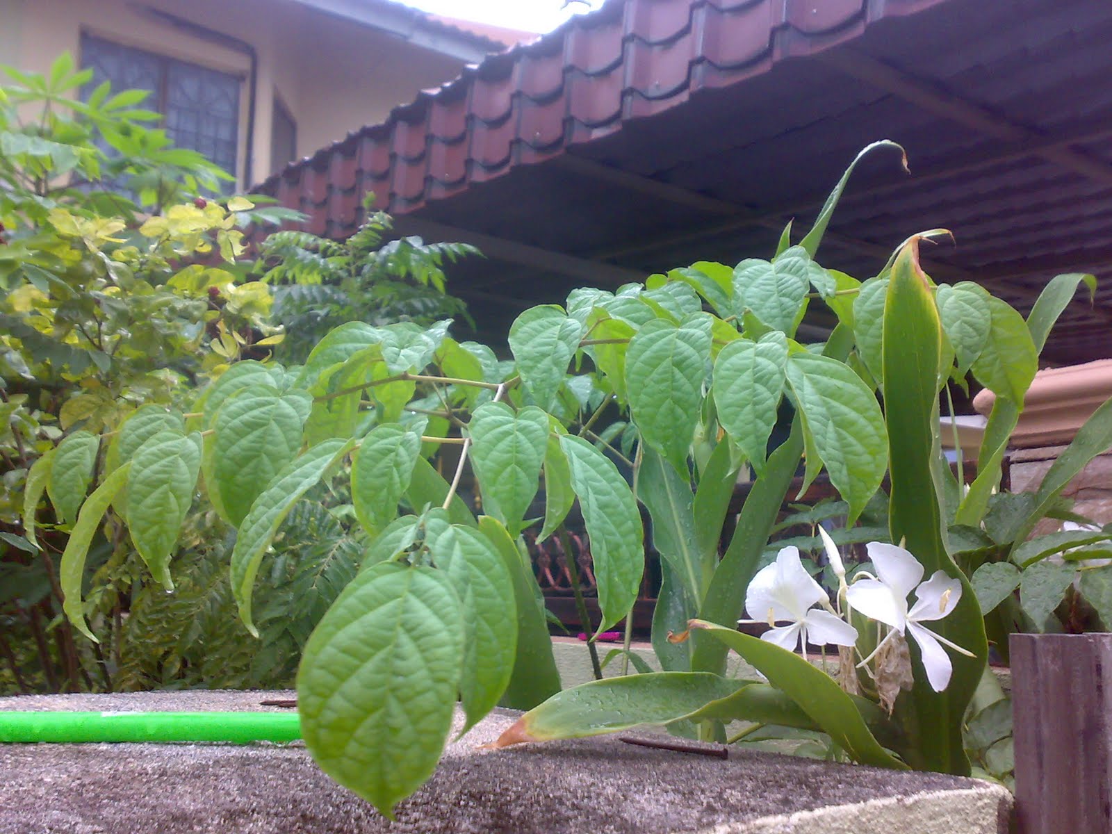 ++ kEbUn pApA AiNa ++: Ulam Pucuk Beka