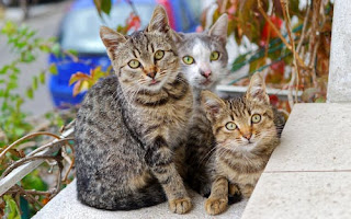 20 Jenis Kucing Mixdom, Ras Campuran yang Populer Dicari untuk Dirawat