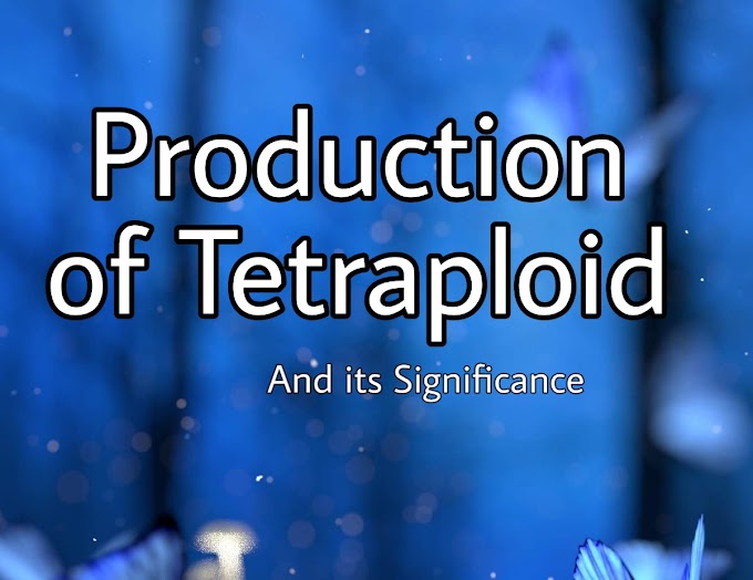 Production Process of Triploid in Fish_Syekat Fish World