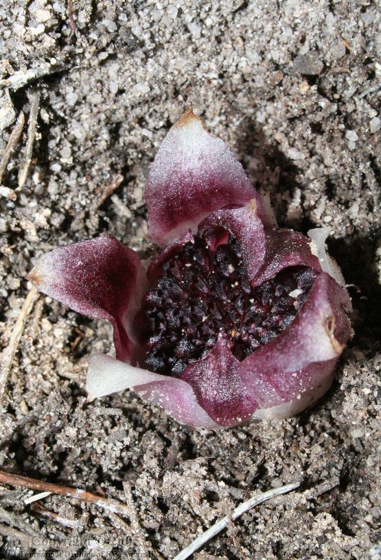 OrchidCraze: Underground Orchid