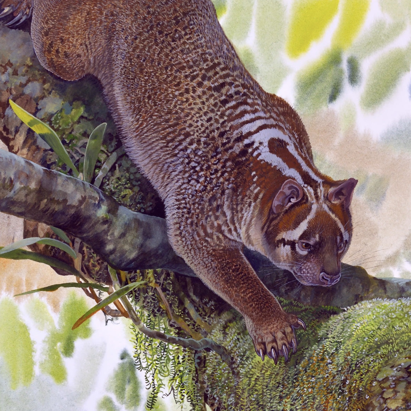 Species New to Science: [PaleoMammalogy • 2020] Lekaneleo, A New Genus ...