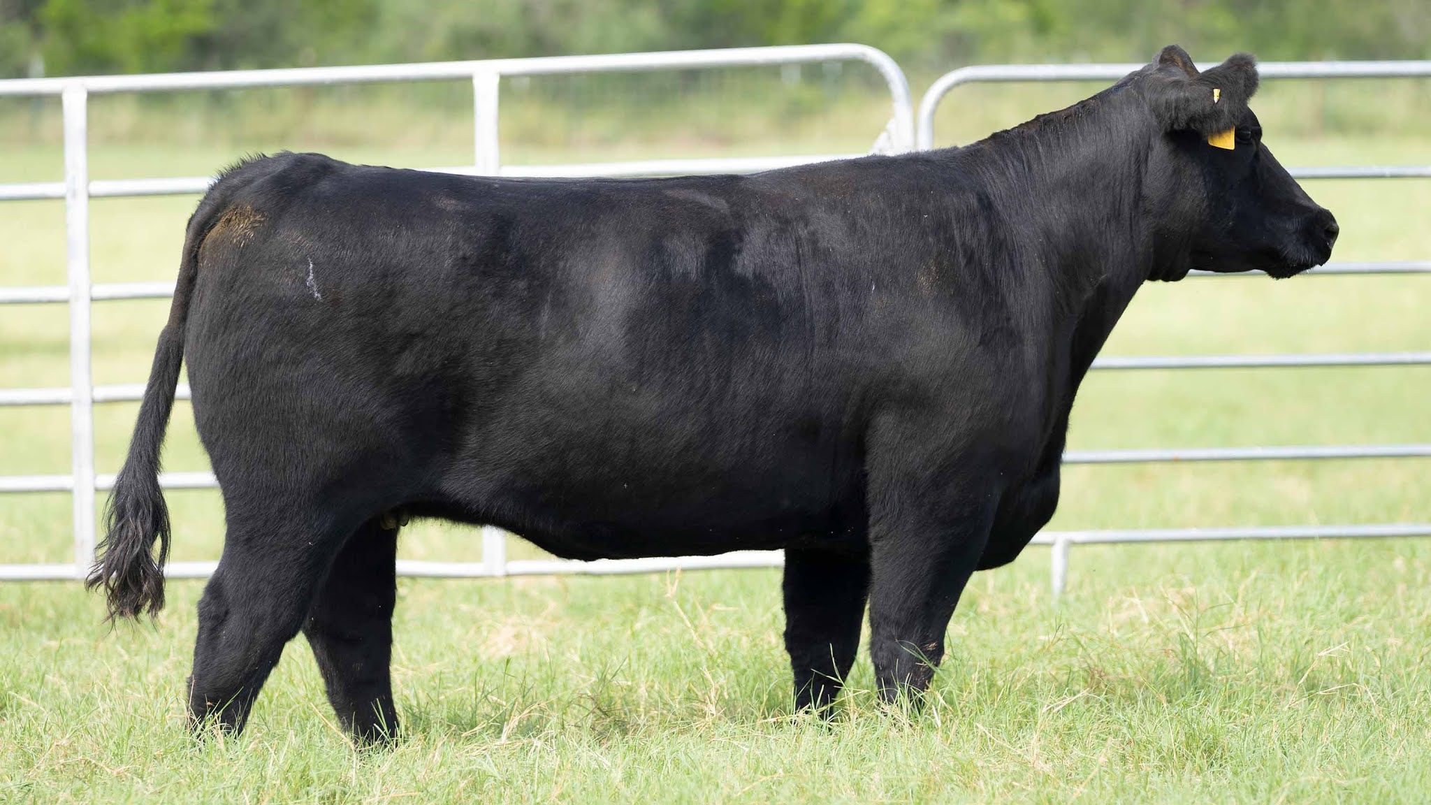 RCC Blog: Chris Jenschke Enterprises - Herd Reduction Cow Sale