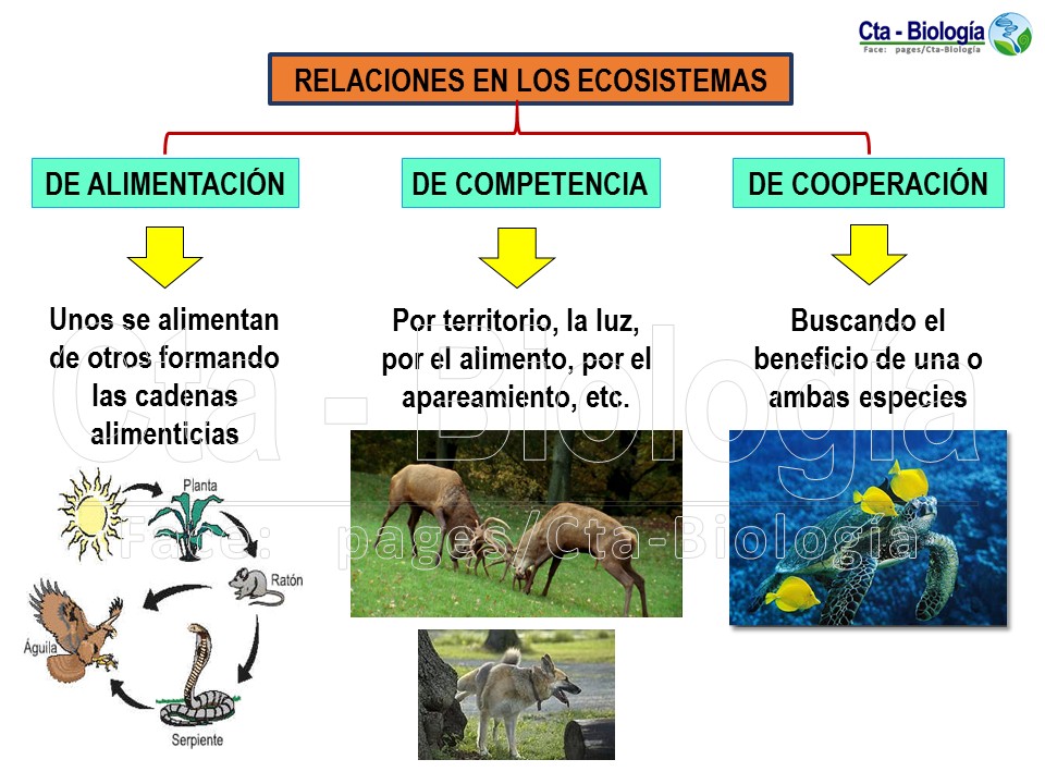 Interacciones biológicas. Niveles de organización de los seres vivos ...