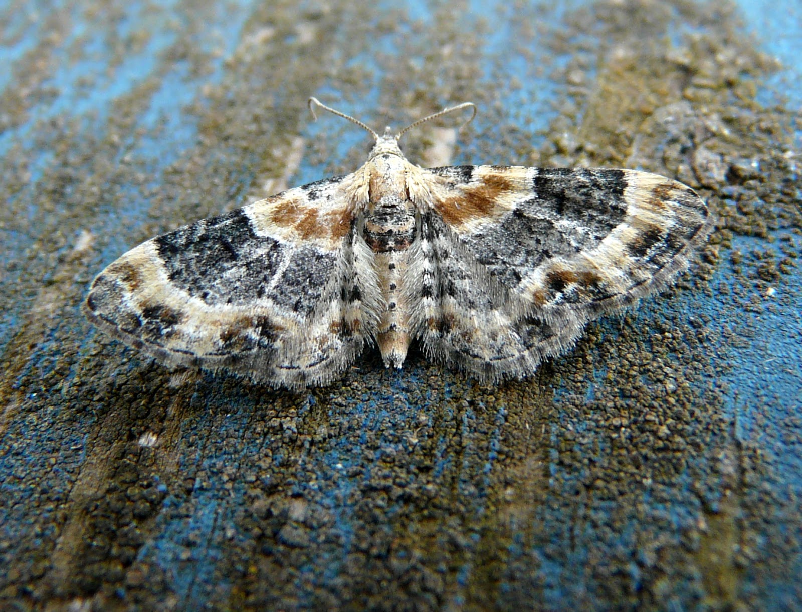 birdingexmouth: Moth Mix