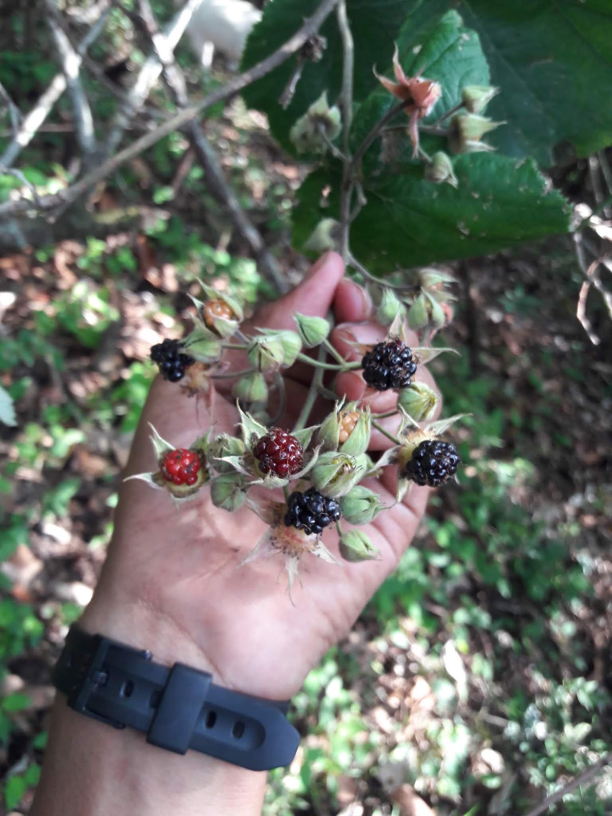 Nepalese wild fruits : Wild fruits of middle mountain and high Himal of ...