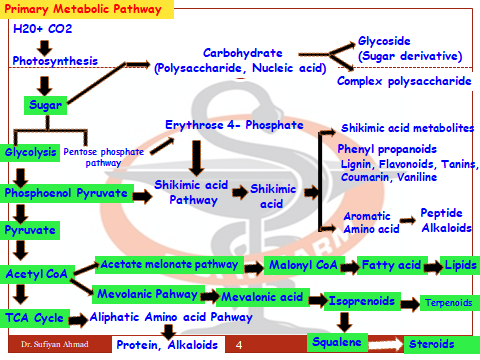 Acetate Pathway I Pharmacognosy and Phytochemistry (T. Y. B. Pharm Sem ...