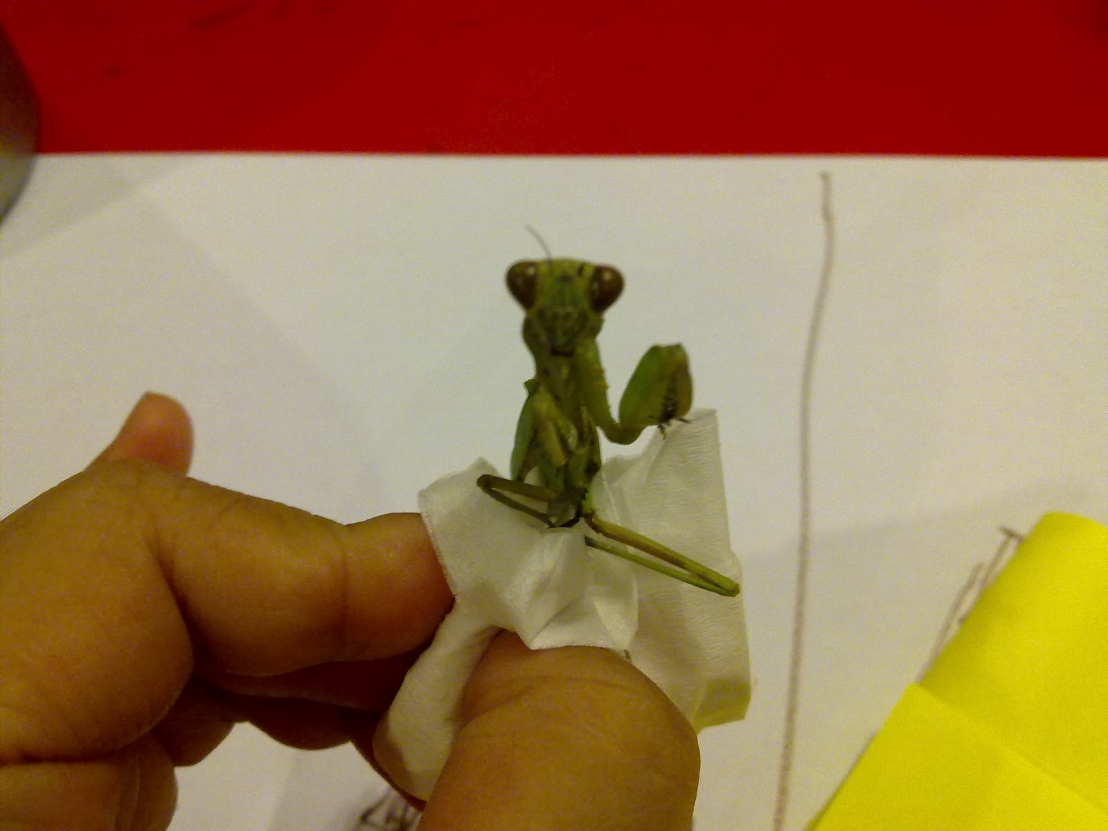 Reese Matthew's Secret Isle: I dissected a praying mantis!