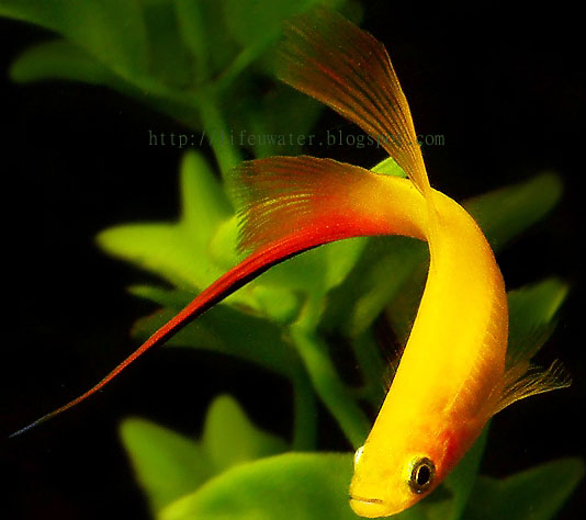 Life under the blue water : Hifin Swordtails | Hi - Fin Swordtails