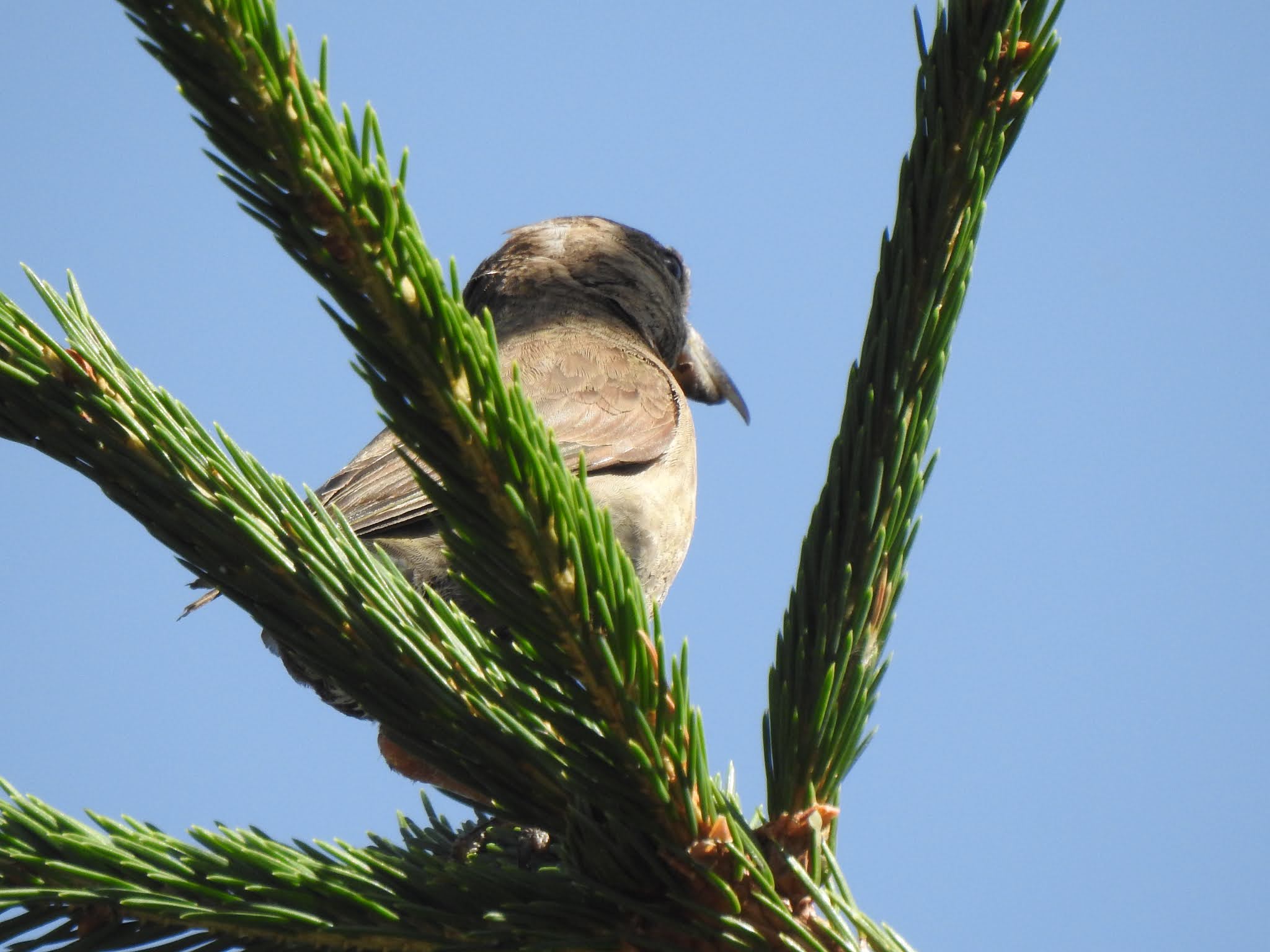 PASARI DIN ROMANIA: FORFECUTA (1), Loxia curvirostra