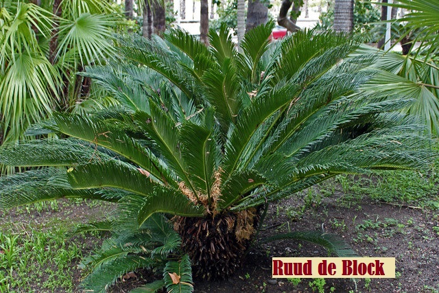 Cycas circinalis ~ PLANTUKIS