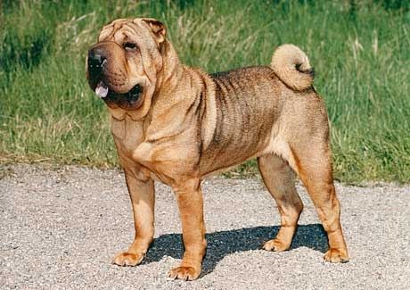 Palten & Jag: Shar-Pei