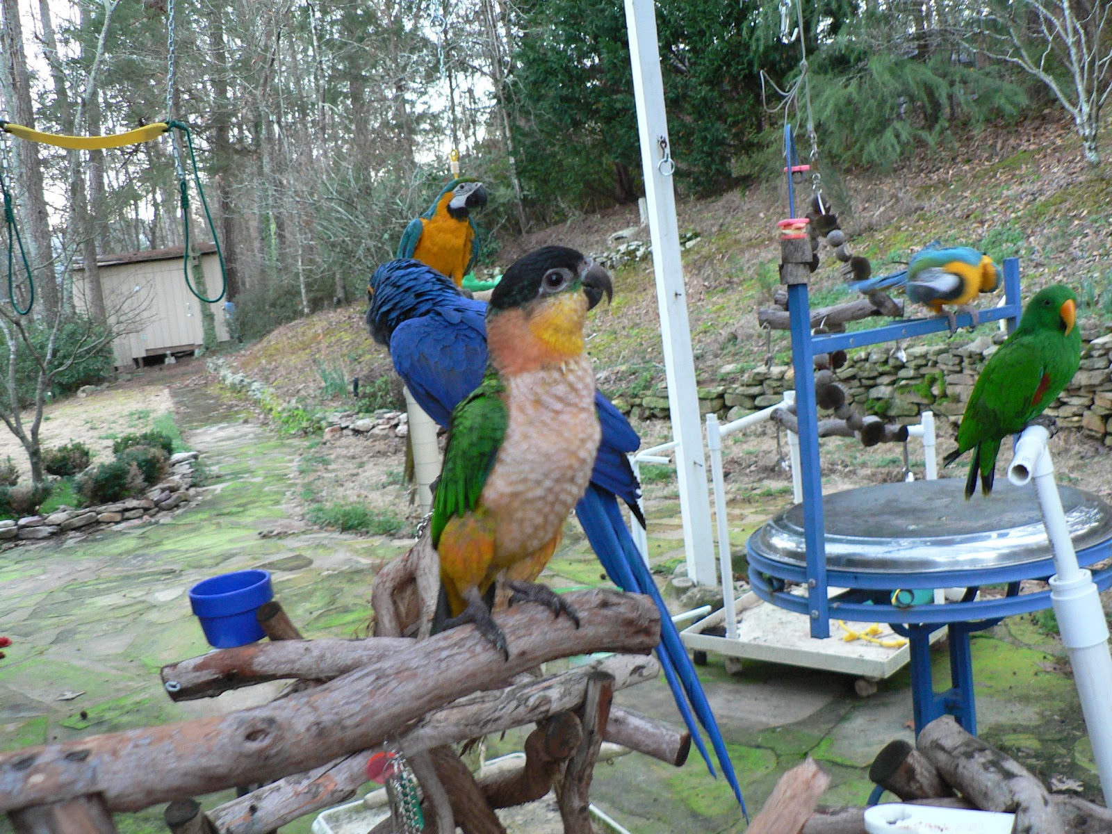 Parrot Pro Shows by Parrot Productions: PHOTOS