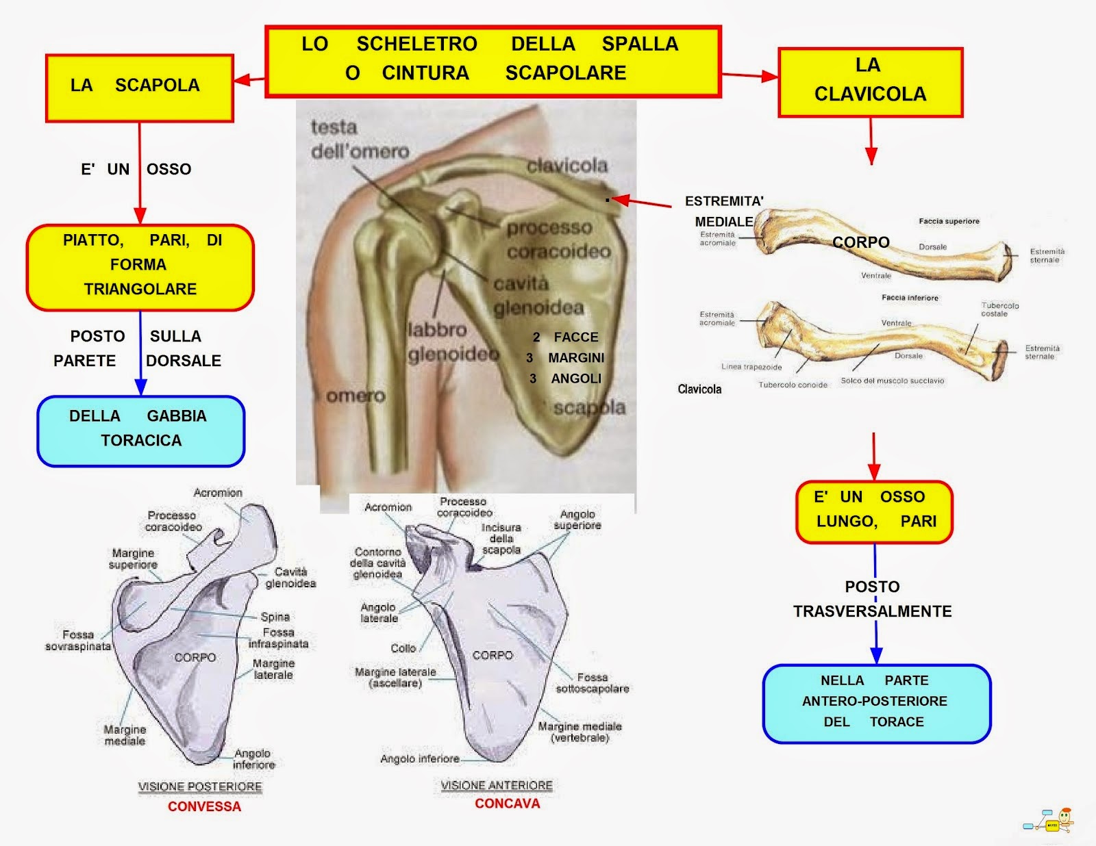 Mappa concettuale: Scheletro della spalla • Scuolissima.com
