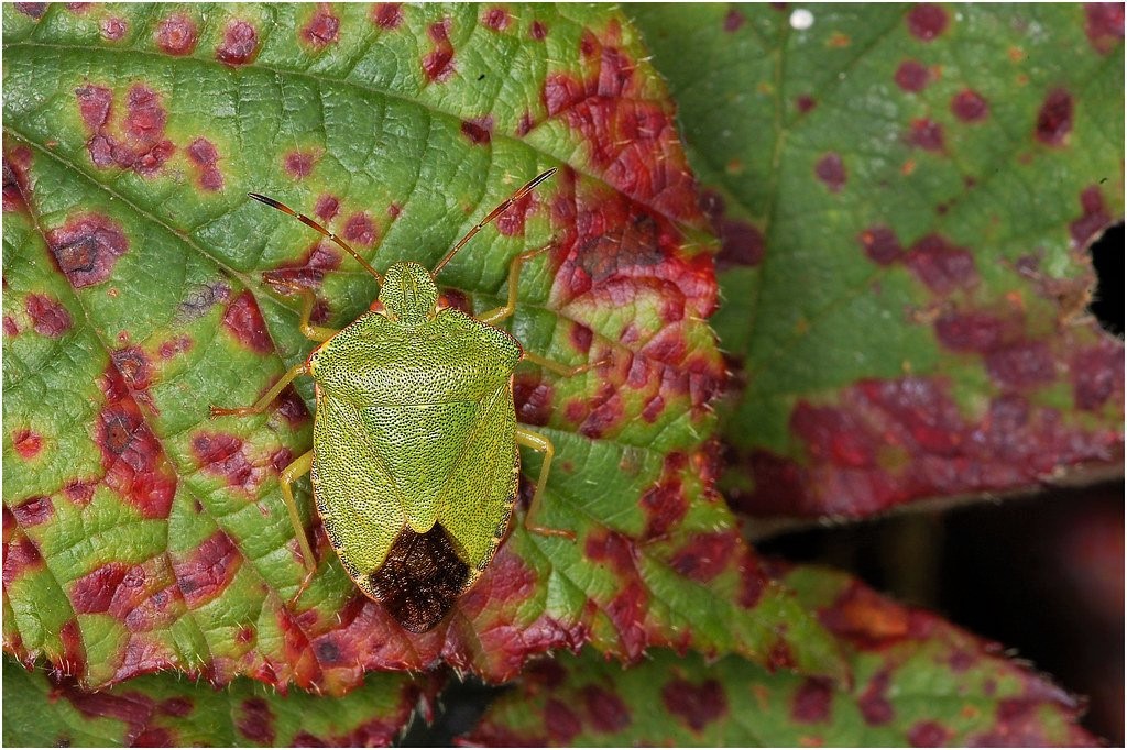 Fieggentrio: Slimme stinkerd: de groene schildwants (stinkwants)