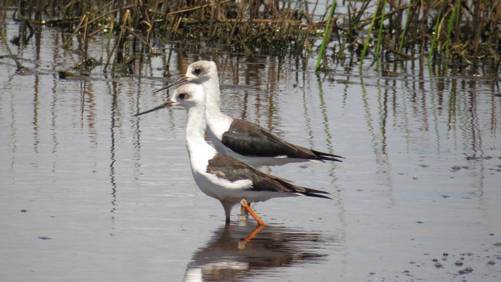 Queensland Coast: Salt Pans of Wunjunga