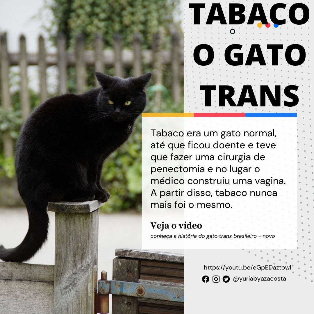 Conheça o gato transgênero brasileiro