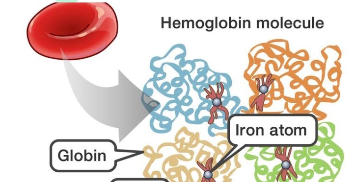 Structure Of Hemoglobin