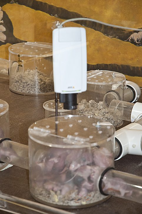 Pacific Science Center Life Sciences: Naked Mole Rat Cam