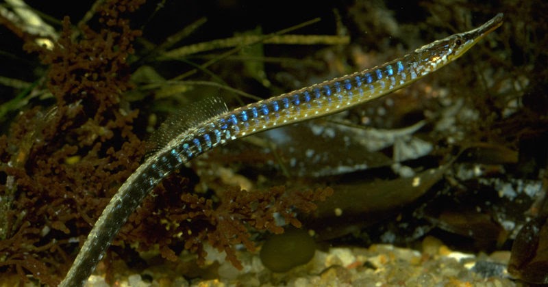 RIVER PIPE FISH ~ Everything About Fish