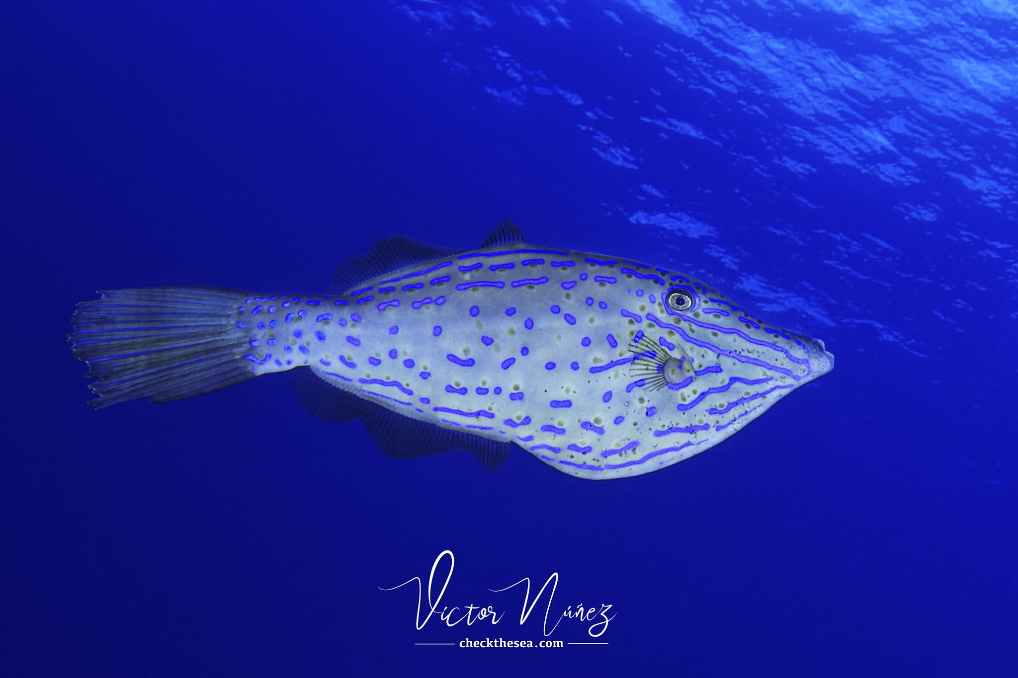 Check the Sea. Web de buceo y fotografía submarina de las Islas ...