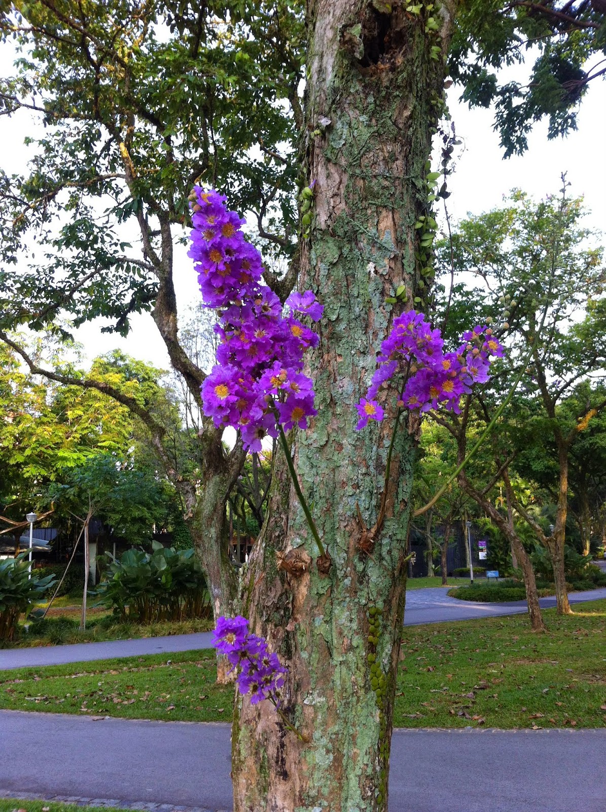 Singapore Plants Lover: Purple Flowers Tree in Bishan Park