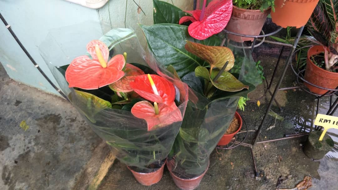 BUMI HIJAU NURSERY (002279488-D): Pasu viral & pokok indoor