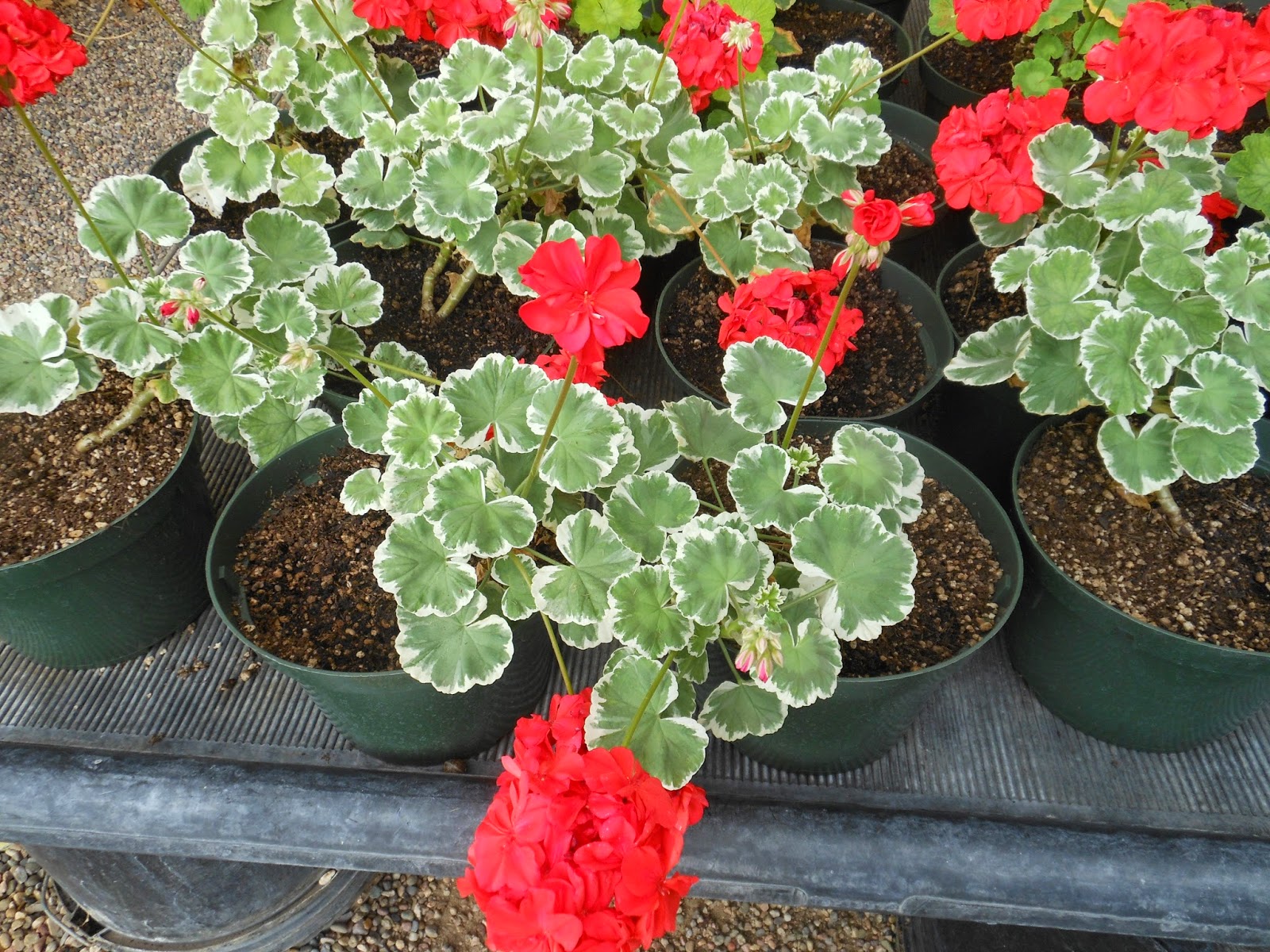 Looking For Variegated Plants?