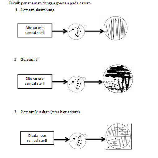 mikrobiologi kelompok 5: TEKNIK ISOLASI BAKTERI