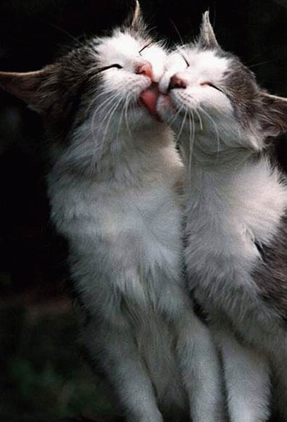 LOL Cat Pics: Kissing Cats
