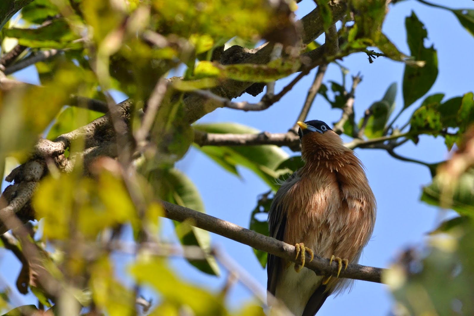 Jai's Bird Photography