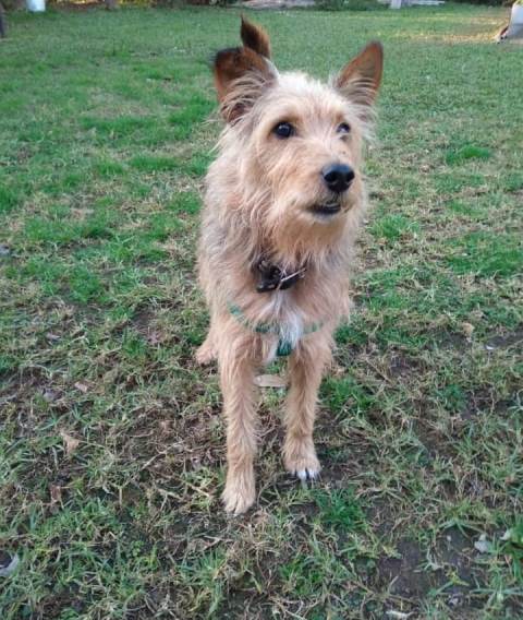 Adoptándonos: Vitto, bello perrito barbincho en adopción