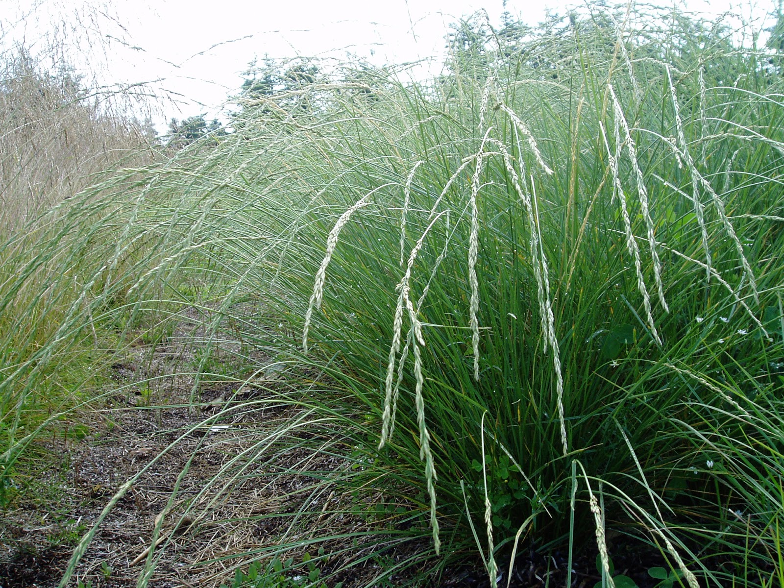 Lovegrass Farm: Festuca Mairei at Lovegrass Farm on P.E.I.