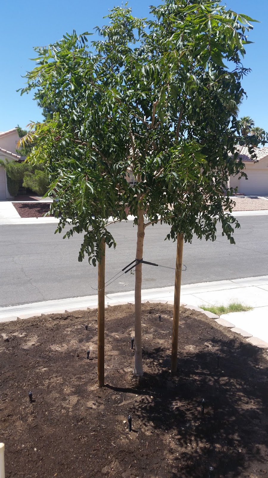 Xtremehorticulture of the Desert: 25 June 2017