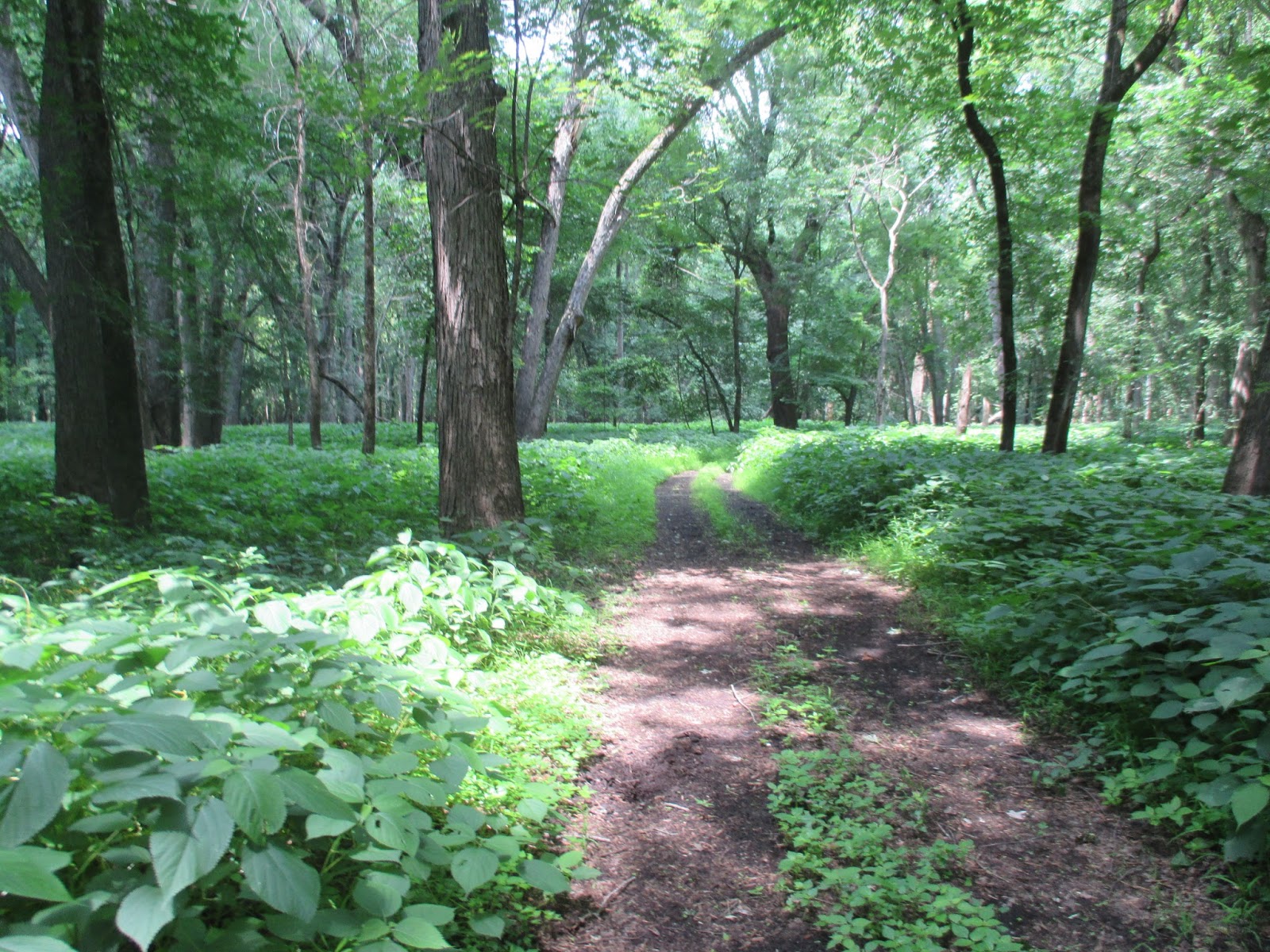 Backyard Excursions: Effigy Mounds: The Sny Magill Unit