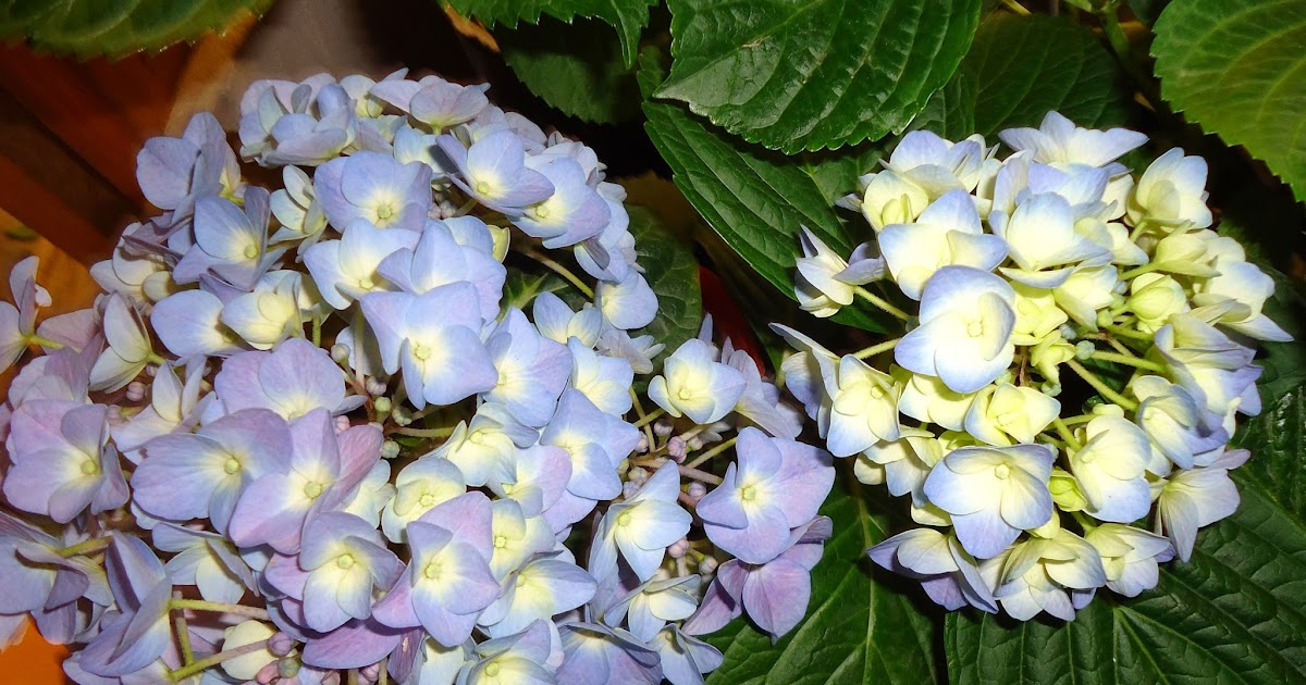 v e r d e c h a c o: Hortensia