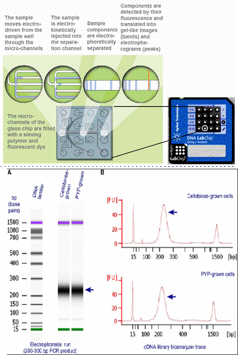 Bioanalyzer