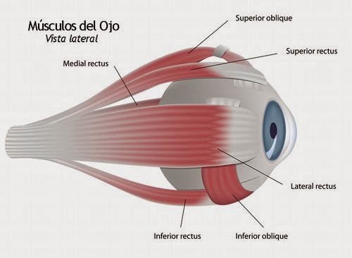 OftalmoPedia: Acercándonos a la Oftalmología: 2014