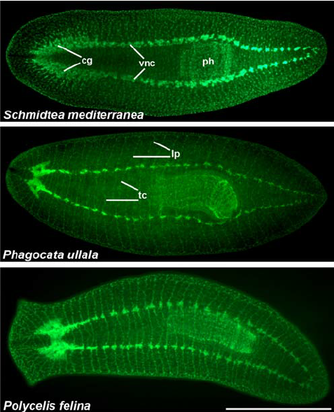 Natureza de mármore: Planárias | Anatomia do Sistema Nervoso e Sensorial