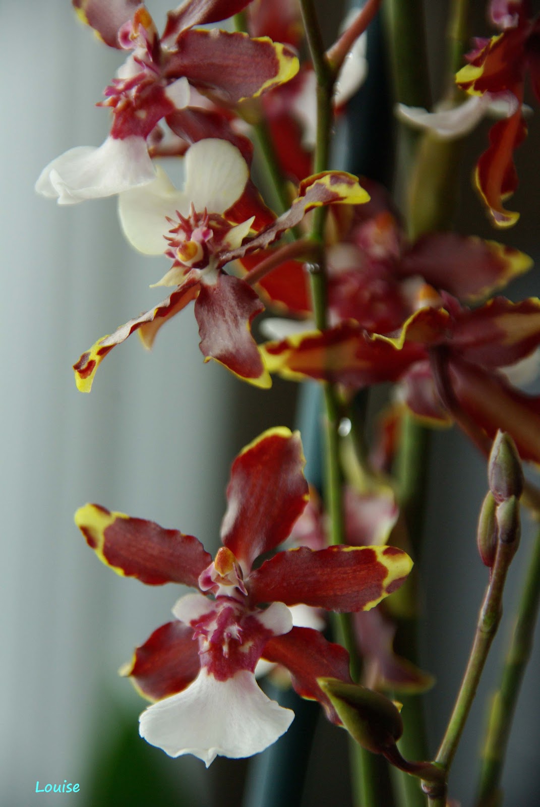 Sea, sky and everything in between: Scented orchids