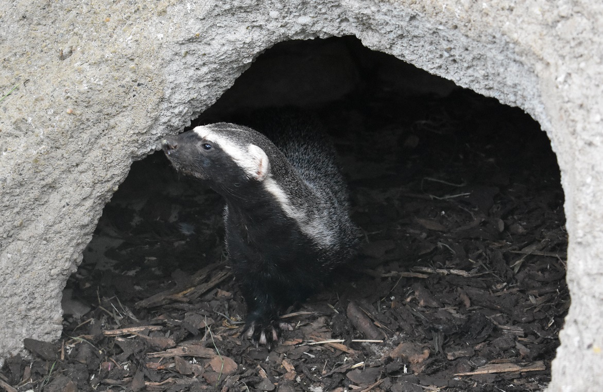 ZOOTOGRAFIANDO (6.100 ANIMALS): GRISÓN / GREATER GRISON (Galictis vittata)