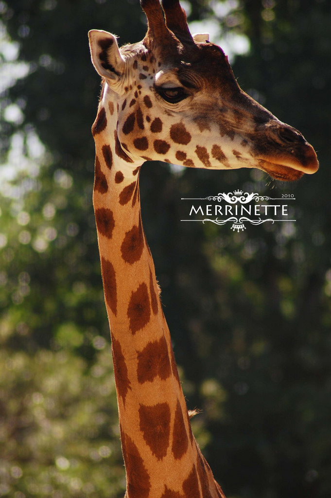 Gambar Jerapah: Kumpulan Gambar Jerapah Update