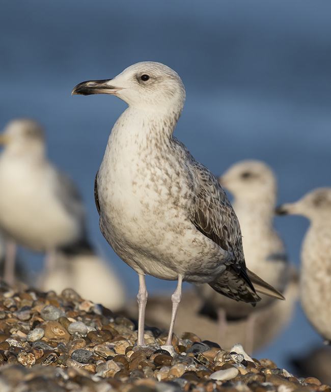 PLODDINGBIRDER: Gulls!