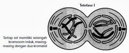 Penjelasan Tentang Pembelahan Meiosis | Biologi Indonesia