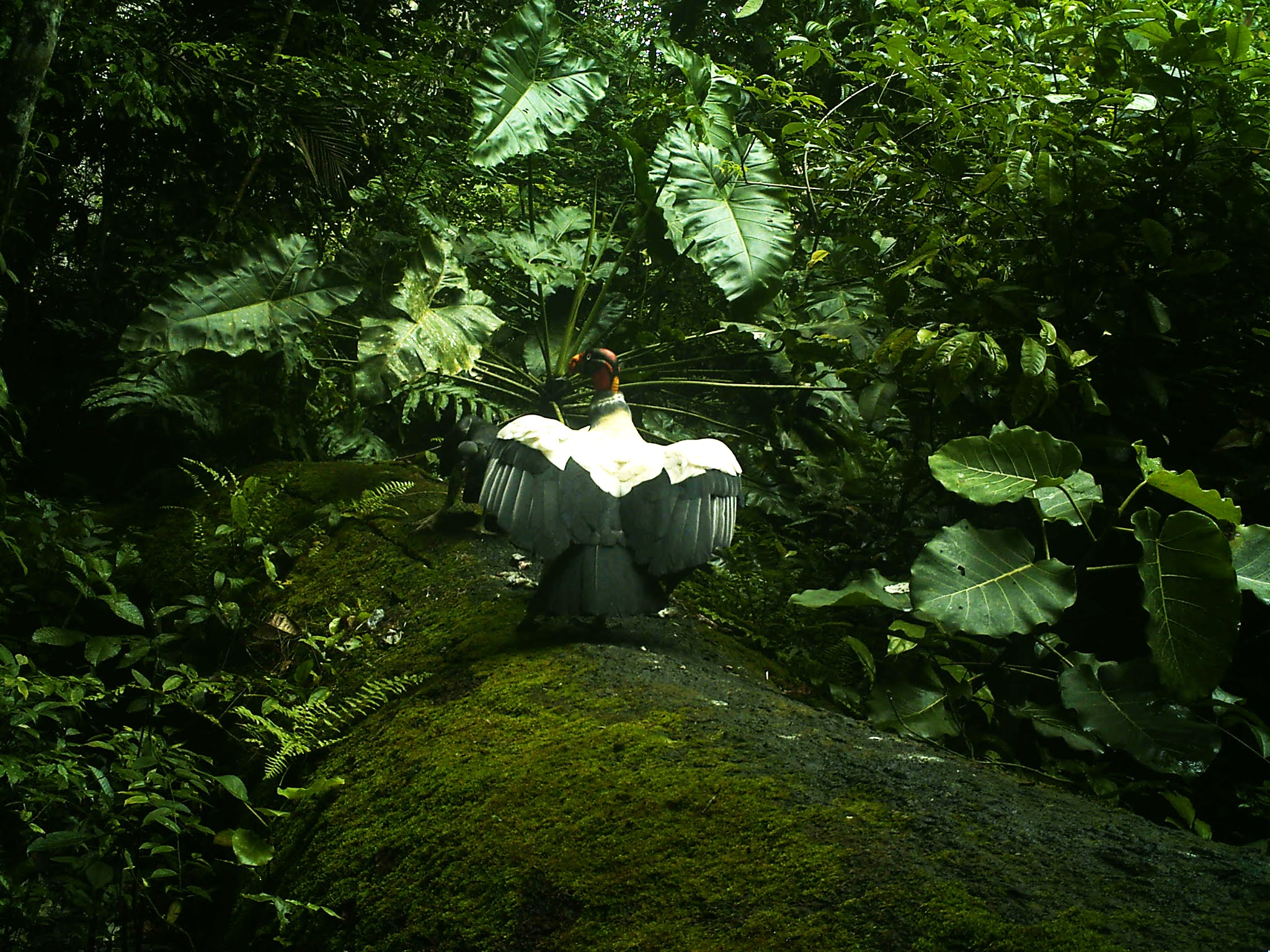 Wildlife, History and Adventure In the Amazon