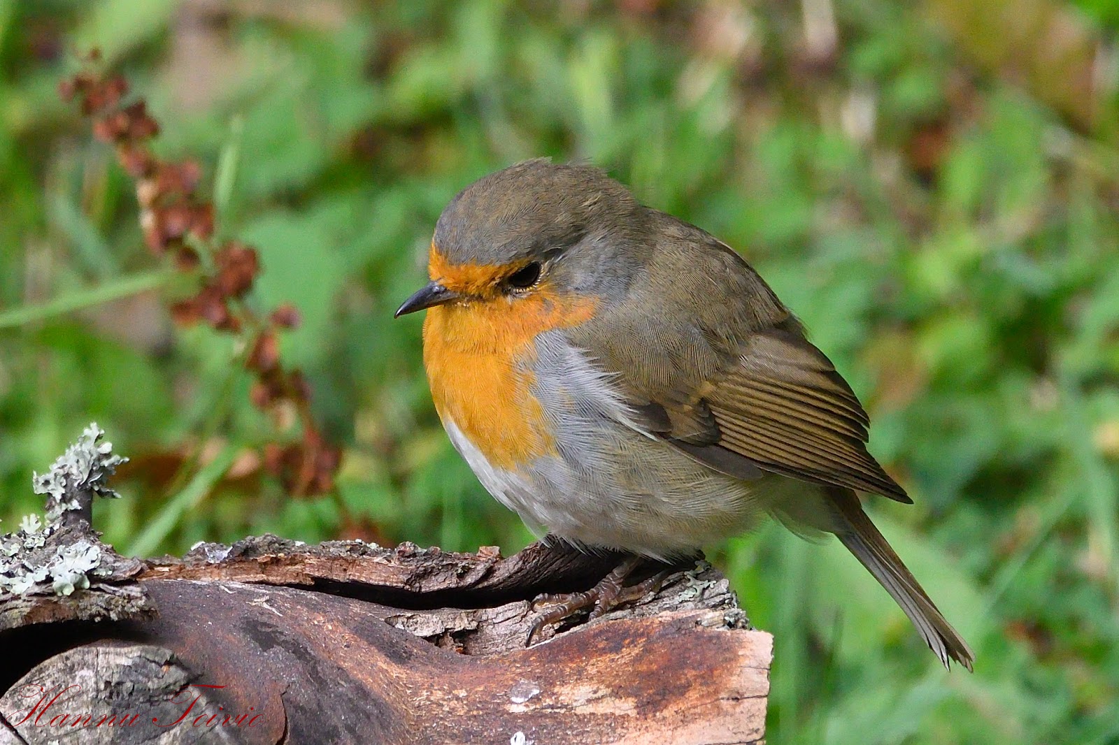 Kuvan voimalla: Punarinta