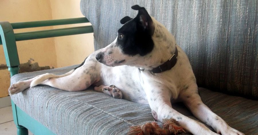 Historias de Perros: La Historia de Pinto